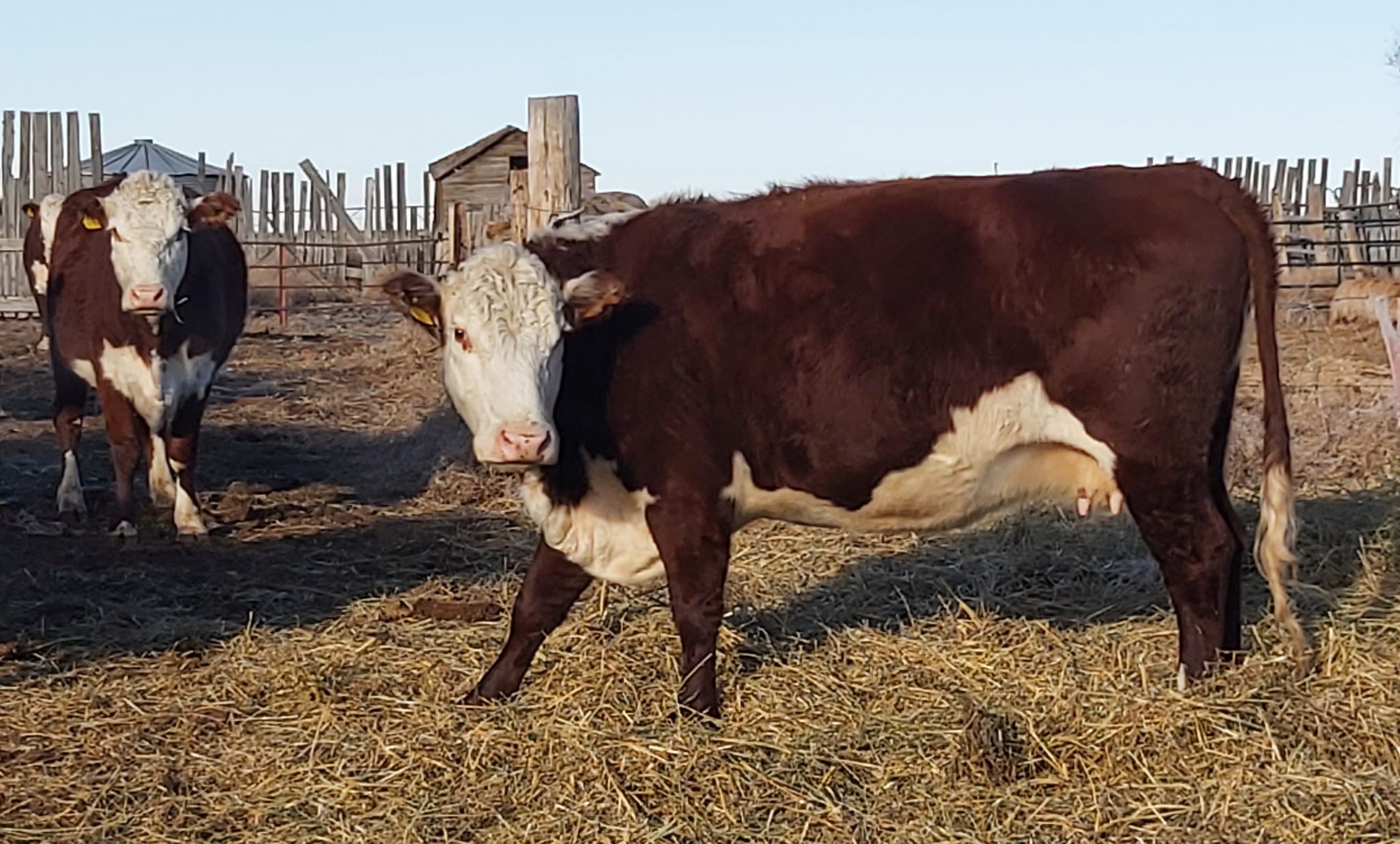 Events for December 2025 – Saskatoon Livestock Sales