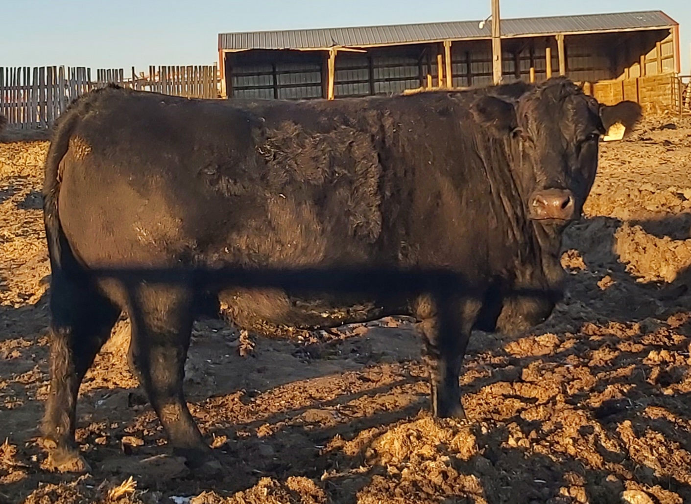 Events for May 2026 – Saskatoon Livestock Sales