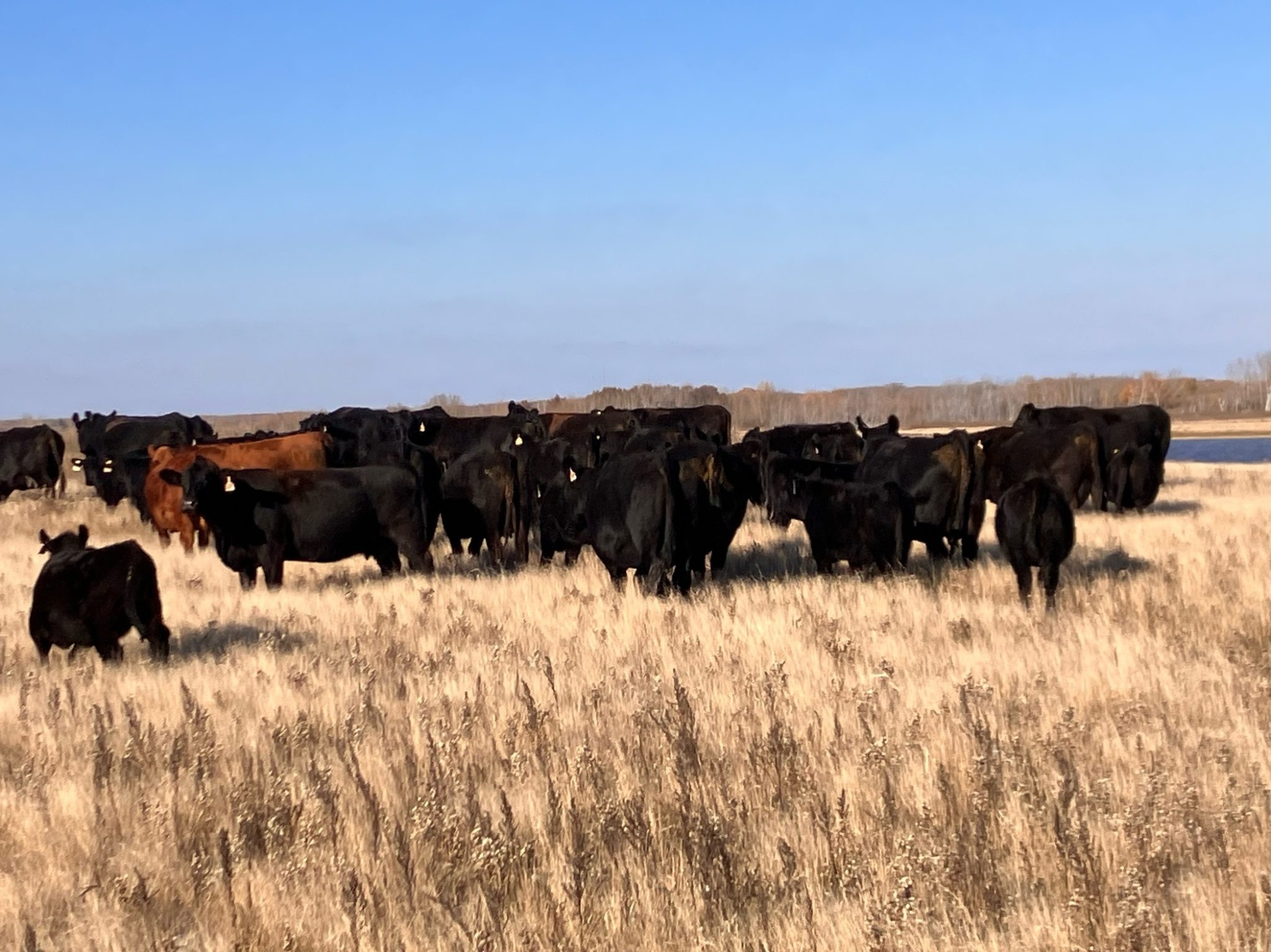 Events for March 2026 – Saskatoon Livestock Sales