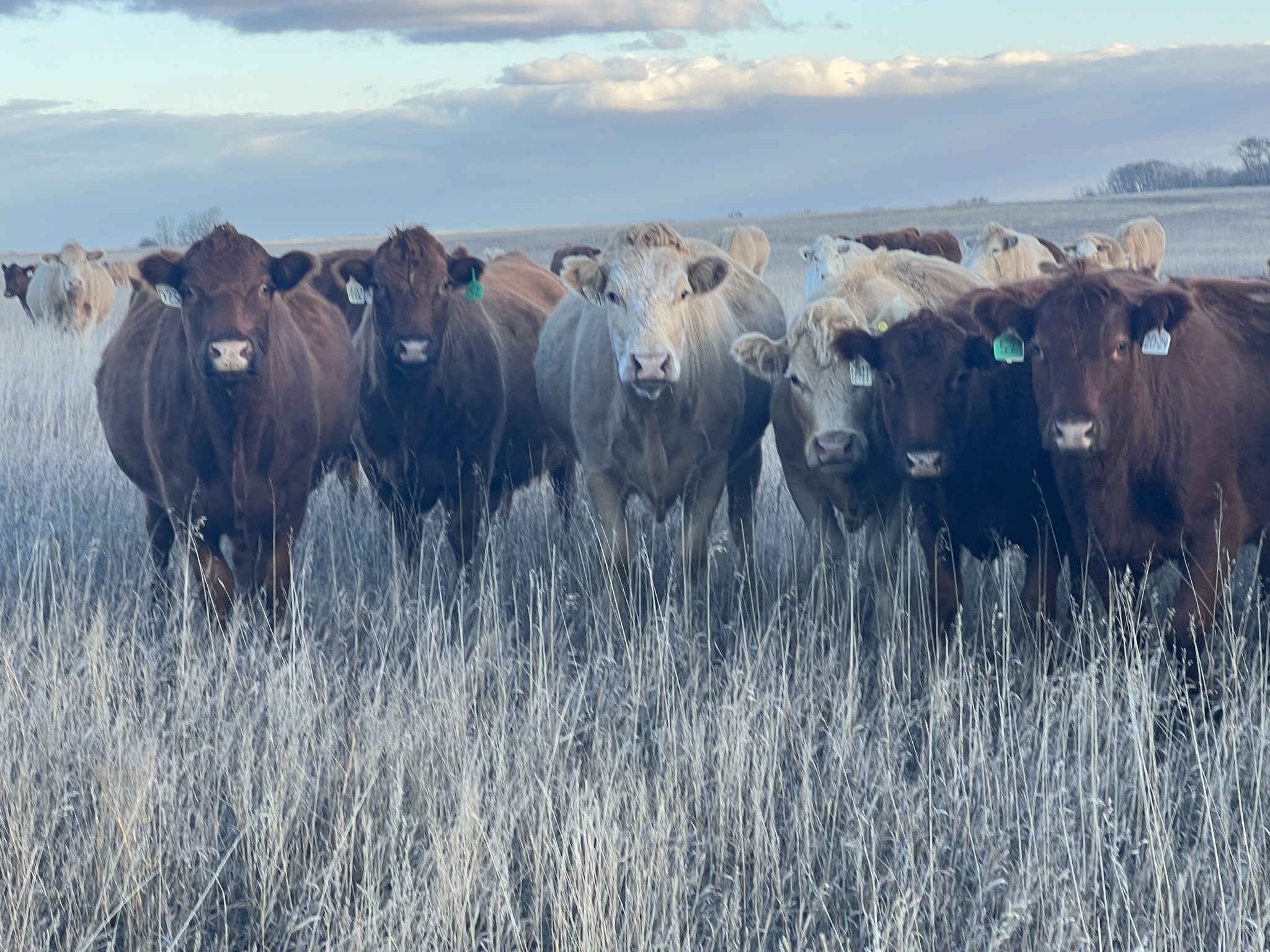 Events for December 2025 – Saskatoon Livestock Sales