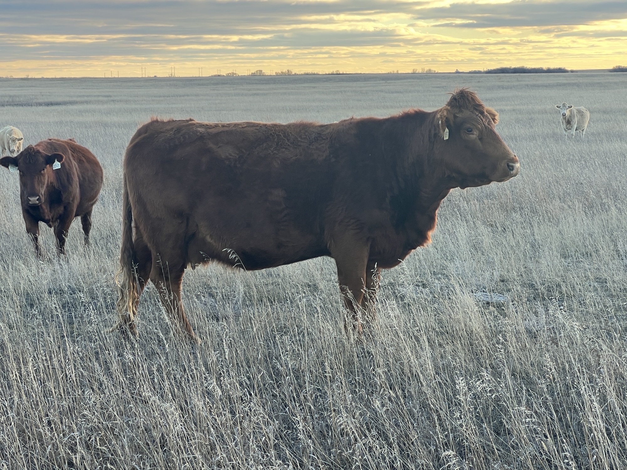Events for March 2026 – Saskatoon Livestock Sales