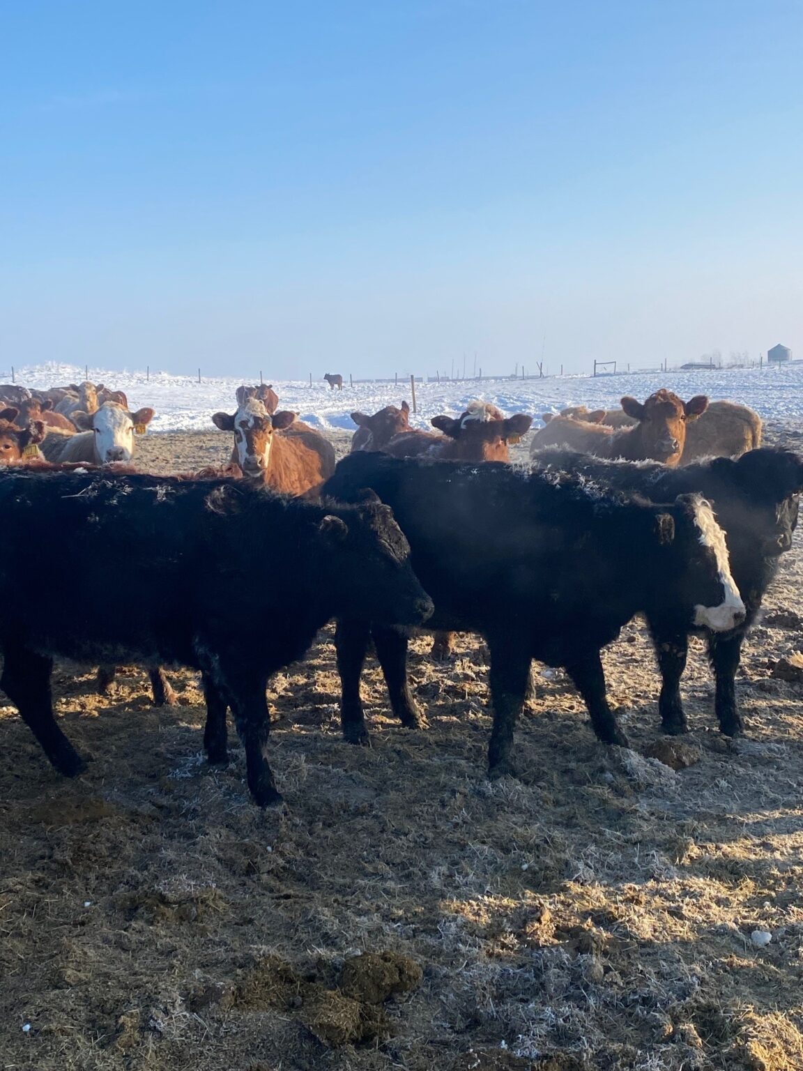 Events for October 2025 – Saskatoon Livestock Sales