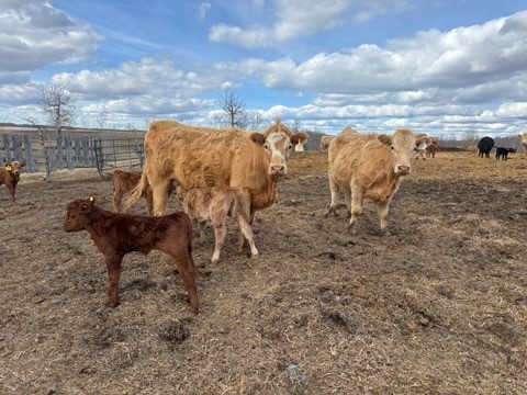 Events for January 2026 – Saskatoon Livestock Sales